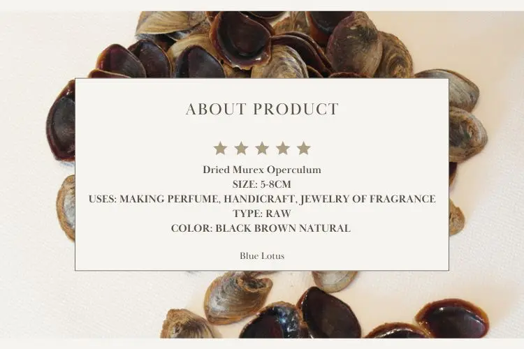 BEST SELLING Murex Sea Shell Operculum Raw Polished Pieces Perfect for ...