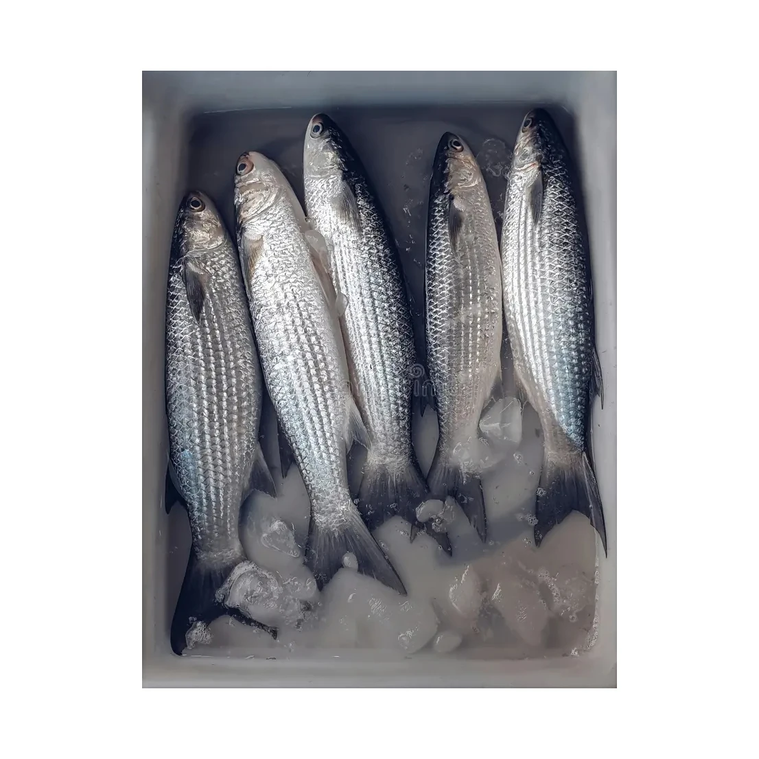 Frozen Grey Mullet Fish Red Mullet Whole Fish Blue Spot Fresh Seafood ...