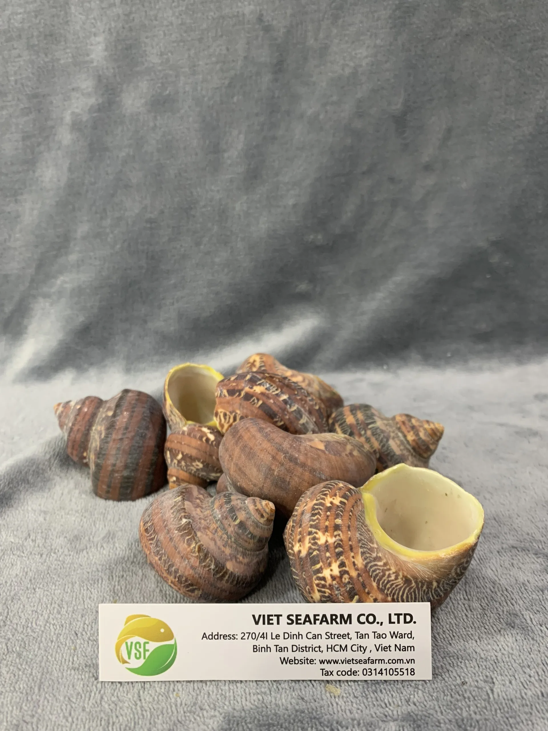 Super Product In 2022. Tapestry Turban Seashell High Quality Product ...