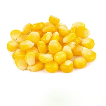New Crop Yellow Seed Corn Maize For Human And Animal Feed Grade ...