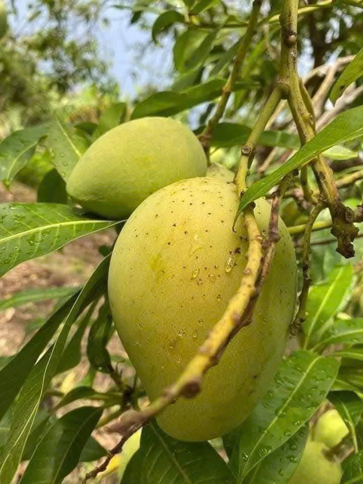 Vietnam Fresh Mango Cat Chu from Dong Thap Premium Quality Taste Sweet ...