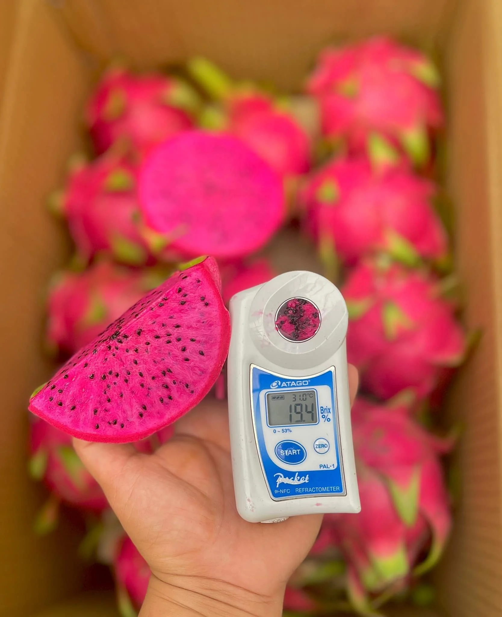 Vietnam Red Flesh Fresh Dragon Fruit Good Price Available For Export ...