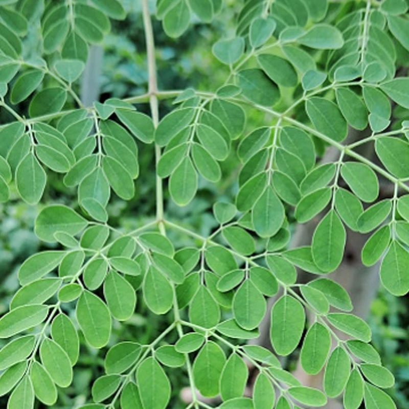 2024 High Quality Organic Moringa Leaves Powder Pure Plant Extract ...