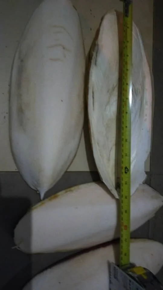 Wholesale Dry Cuttlebone - Natural & Healthful Benefits