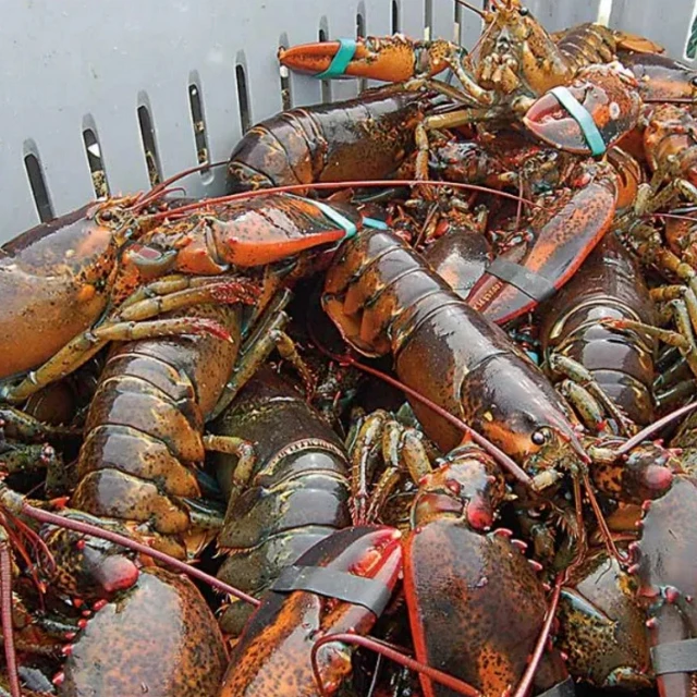 Fresh Affordable Frozen Whole Seafood Giant Red Lobsters - Buy Order ...