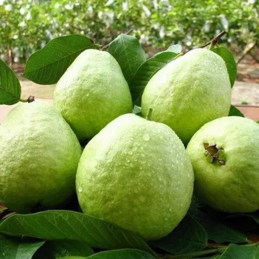 Top Selling Frozen Guava For Food Beverage Dessert Ice Cream At ...