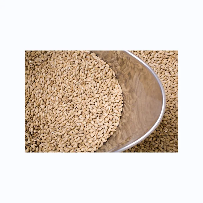 Barley Grains Premium Barley Seeds/Animal Feed Barley/bulk Barley ...