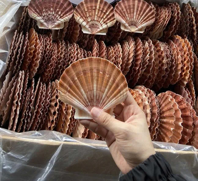 Decorative scallop shells with natural texture for craft shops ...