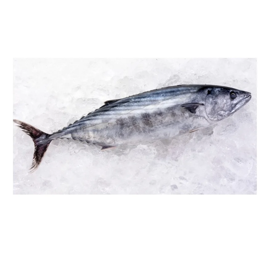 Fresh Frozen Sea Skipjack Tuna Fish At Lowest Prices - Buy Fresh Tuna ...