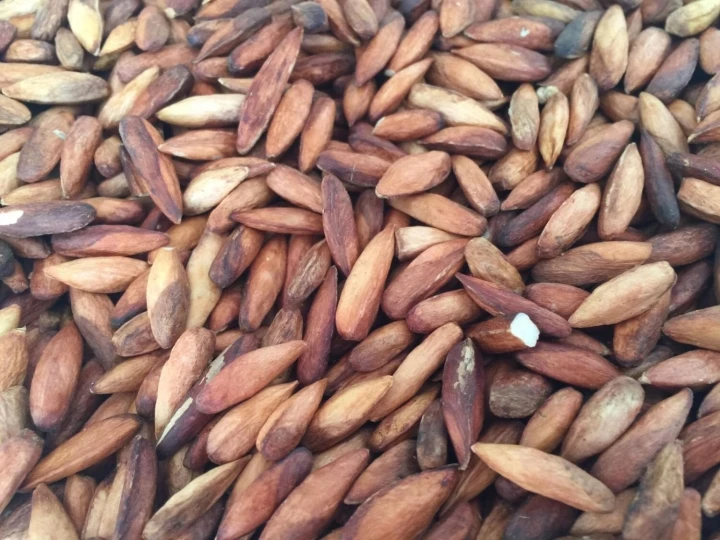 Best Terminalia Catappa Seed Price - Nutrient-Rich Almonds