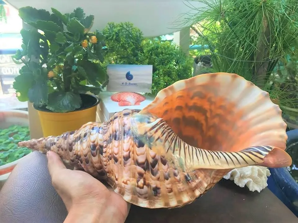 Natural Trumpet Triton Shell - Perfect for Home Decoration