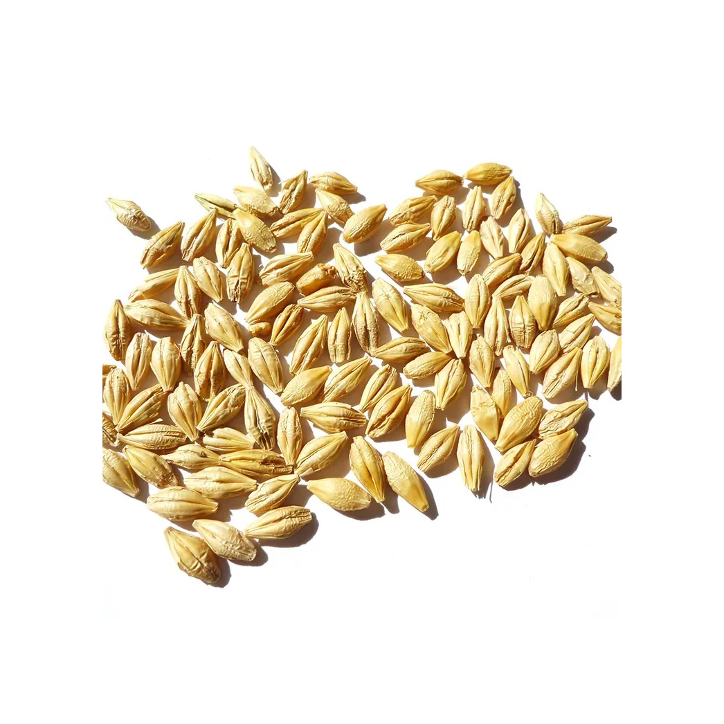 Barley Grain / Barley Malt Grain / Hulled Barley Grain At Competitive ...