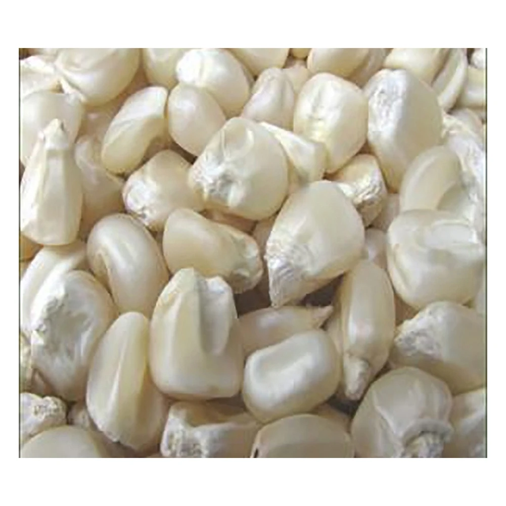 White Corn/ White Corn For Human Consumption Non Gmo White Corn/ Yellow ...