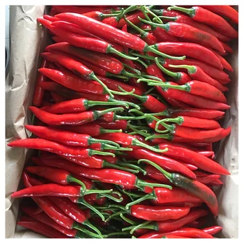Fresh Red Chili From Top Suppliers Vietnam Best Fresh Chili Premium ...