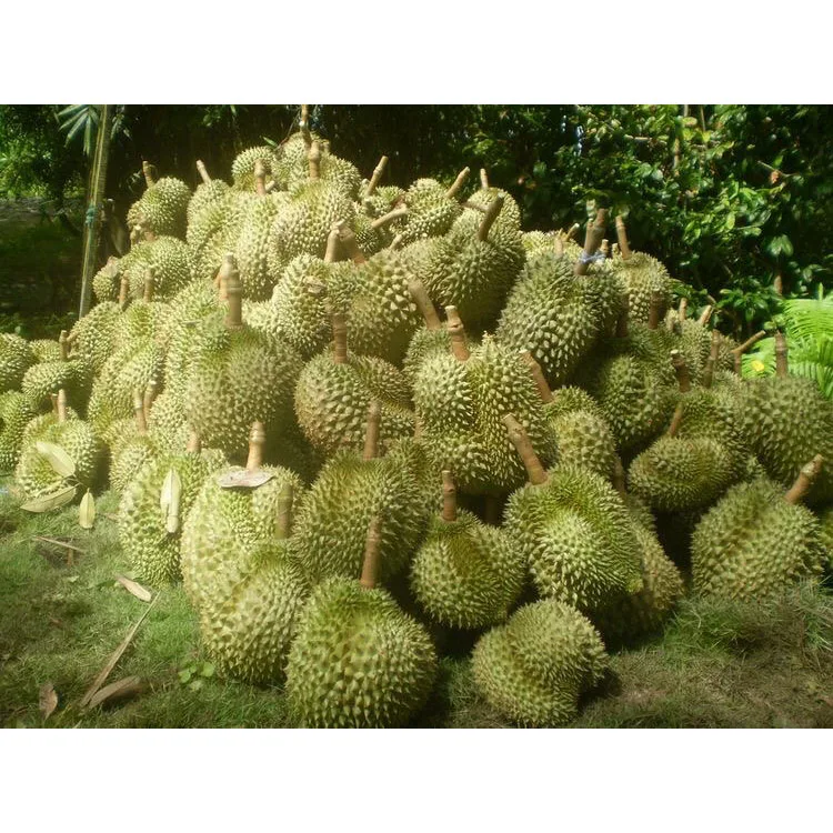 Fresh Durian Fruit For Sale High Specification Natural Using For Food ...