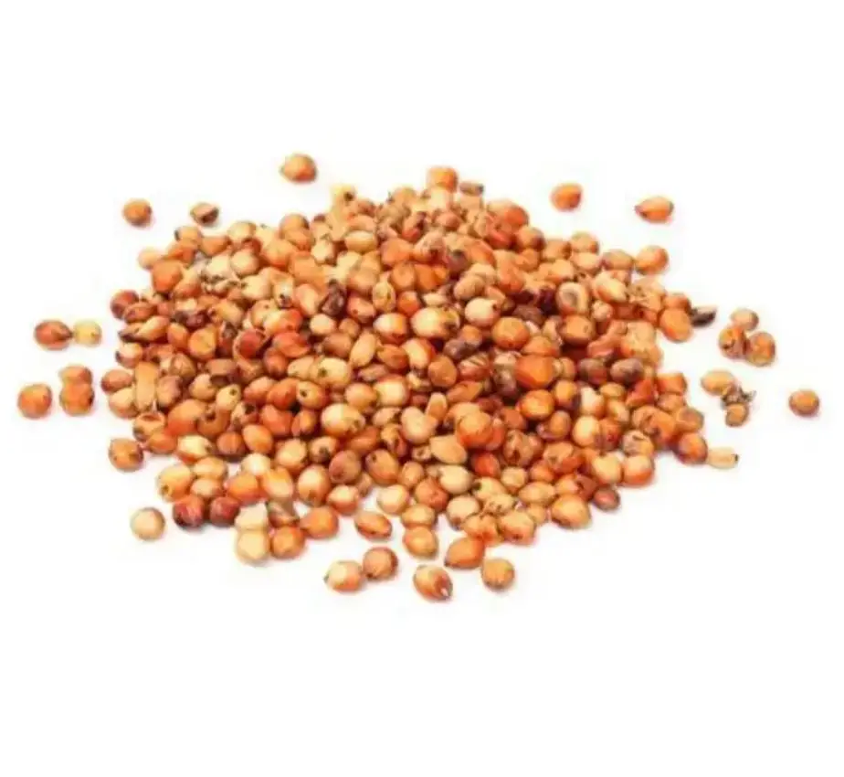 Bulk Quantity Sorghum Grains And Good Quality Red White And Yellow ...
