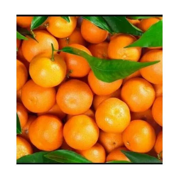 Fresh Navel Valencia Orange And Mandarin Oranges Citrus From Ready To ...