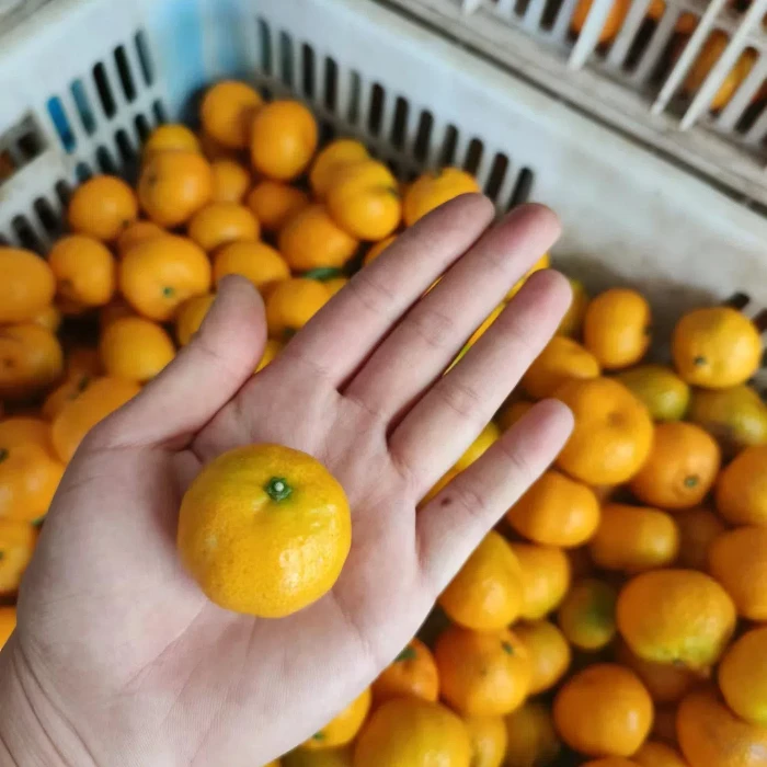 Fresh Citrus Baby Mandarin Orange Tangerin| Alibaba.com