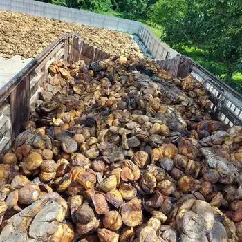 Large Qantity Of Cup Lump Rubber Available For Sale Now - Buy Hevea ...