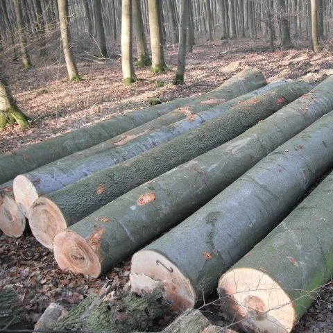 Alibaba.com: Beech Timber Supplier Beech Logs for Sale : Sustainably ...