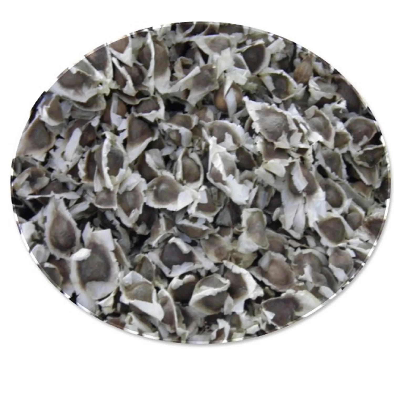 Moringa Seeds Bulk Moringa Oleifera Seeds Prices - Buy Moringa Seed ...