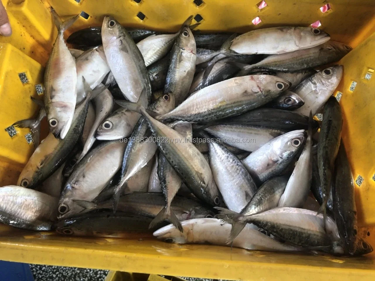 Frozen Fresh Seafood - Top Grade Mackerel Fish Products