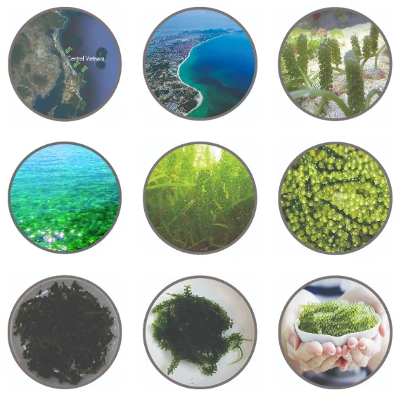 Best Exporter - Deh Sea Grapes/ Green Caviar 100% Natural Delicious/ A ...