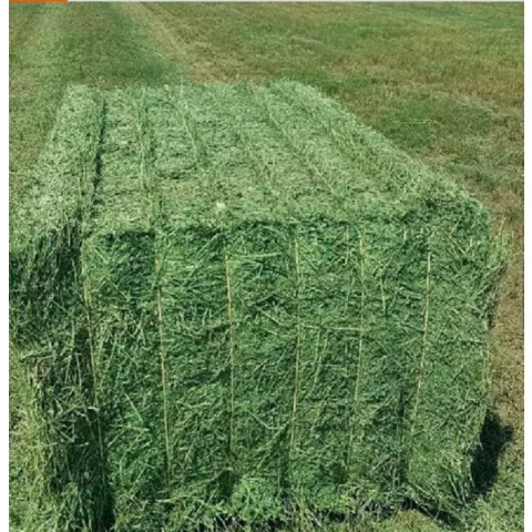 High Quality Alfalfa Hay Grass / Alfalfa Hay Bales Available For Sale ...