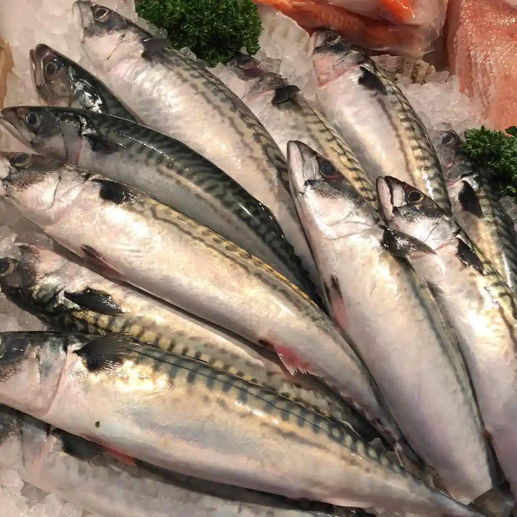 2023 Frozen Pacific Mackerel - For Fish Bait - Seafrozen Fresh - Best ...