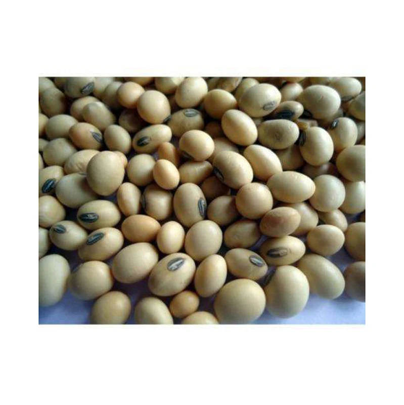 50kg Bag Sprouting And Food Grade Dry Yellow Soybean Seed Non Gmo ...