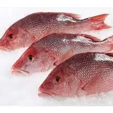 Frozen Red Seabream Fish /frozen Mackerel Fish Frozen Tilapia Fish Red ...