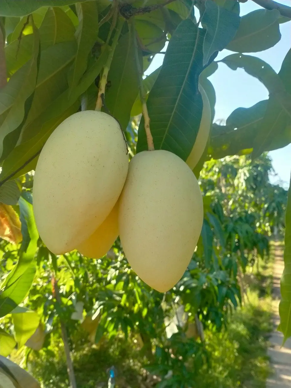 Fresh Mango Fruit/ Fresh Mango High Quality/ Wholesale Mango Fruit ...