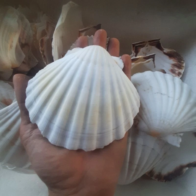 Decorative Shells Make Your Home More Lively And Buy Now Tom - Buy ...