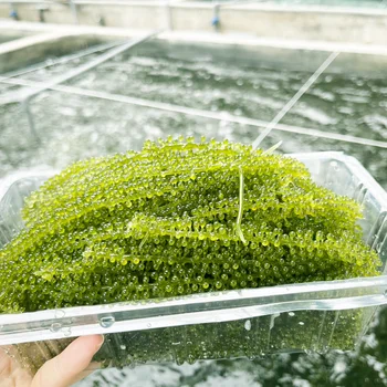 Fresh Sea Grapes Seaweed Food Taste Organic - Seaweed Raw - Umibudo ...