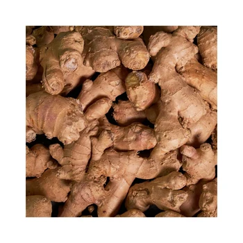 Fresh Ginger Wholesale Ginger New Stock Fresh Cooking Ginger / Best ...