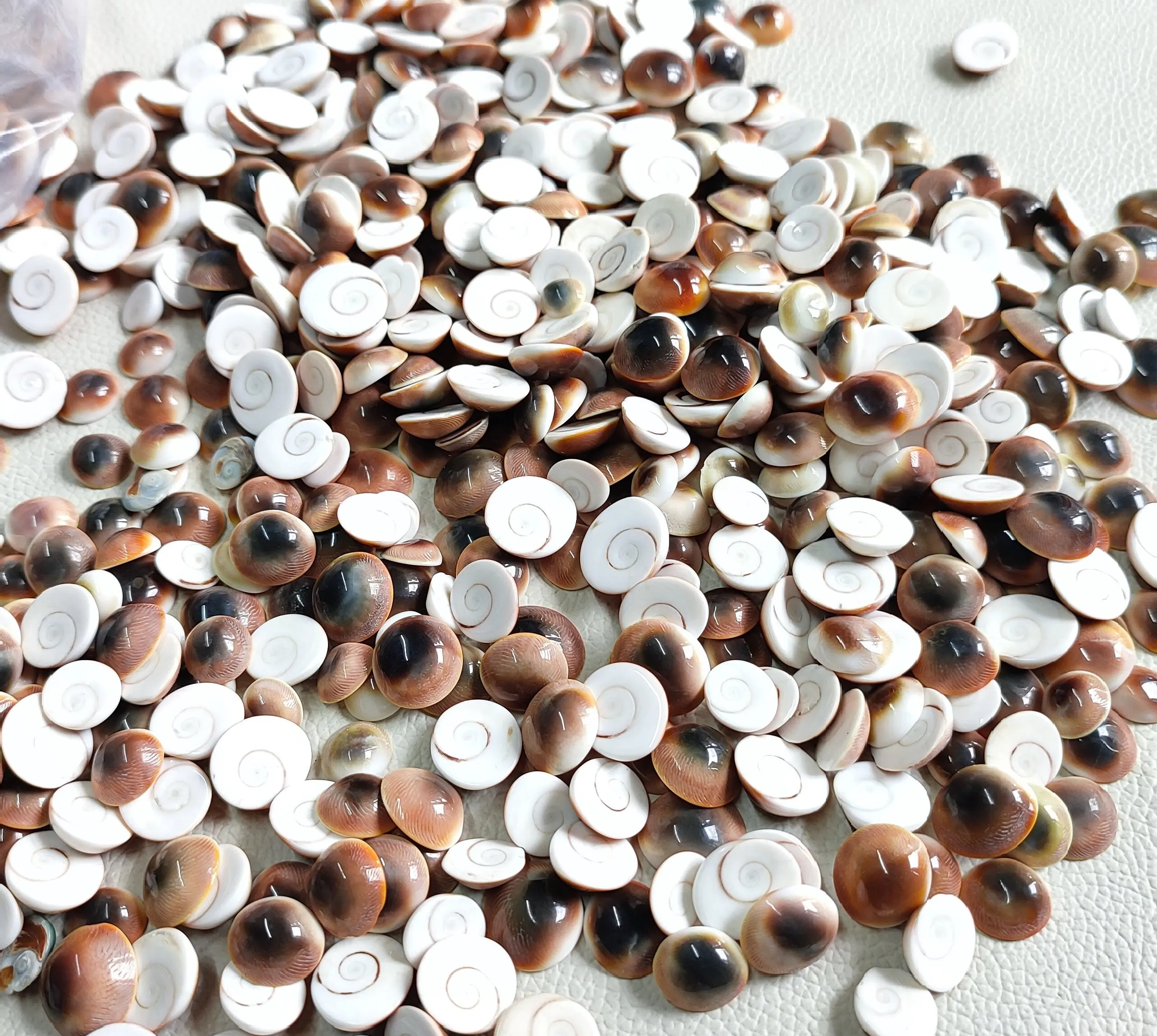 Bulk Quantity Cats Eye Shells - Eco Friendly Sea Shells