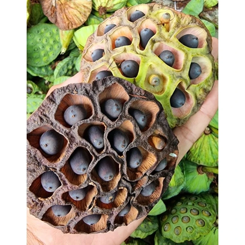 Dried Black Lotus Seeds from Vietnam - Health Benefits