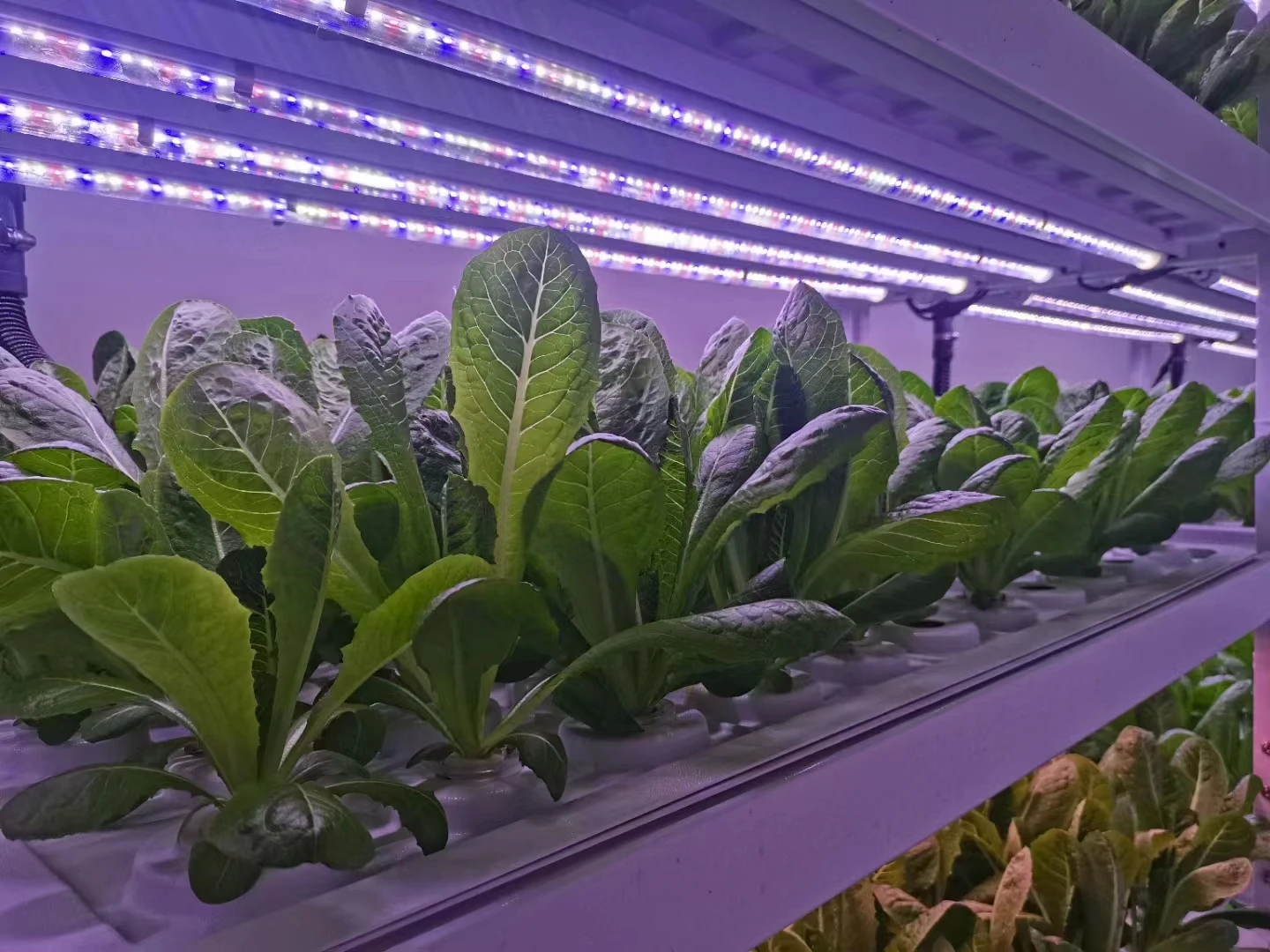 Reinfa Vertical Stackable Grow Shelf - Efficient Hydroponics