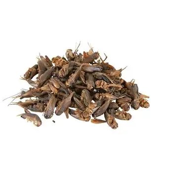 Natural Dried Roasted Crickets/ Crickets Live For Humans - Buy Cricket ...