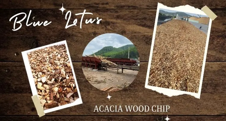 Wood Chip Bark Chip Planted Trees Natural Bark Wood Acacia Woodchip ...