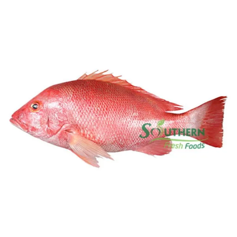 Frozen Whole Red Snapper Fish – Avartani Gida Sanayi Ltd
