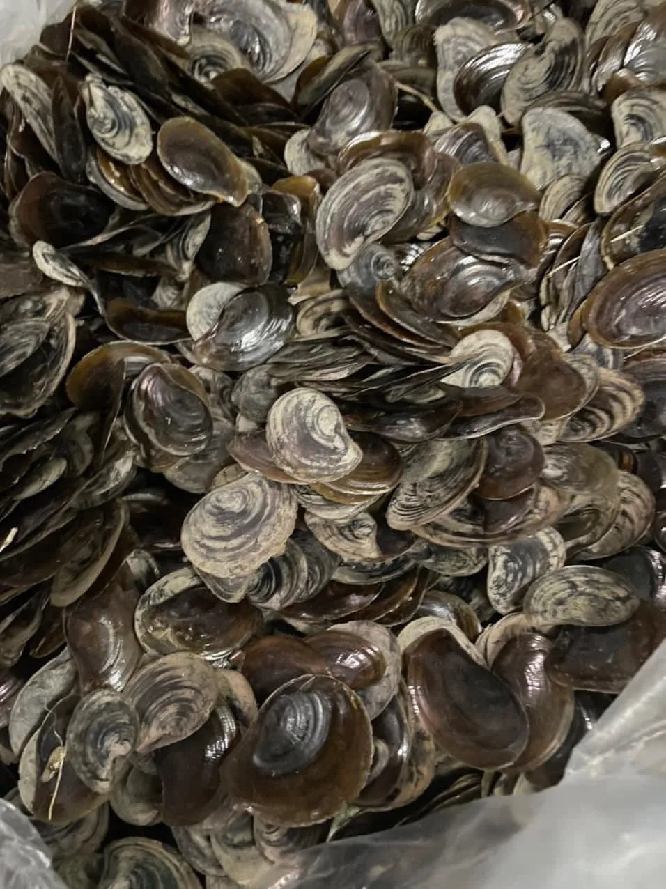 Cats Eye Seashells - Natural Ocean Operculum for Crafts