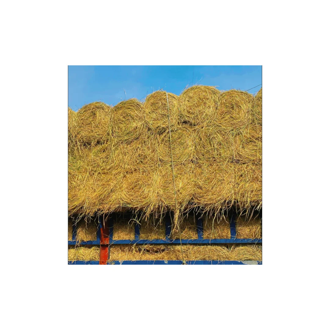Wholesale Dried Raw Paddy Straw - Haverst Leftover Residue Paddy Rice ...