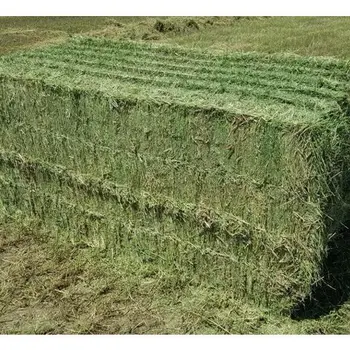 Top Quality Approved Alfalfa Hay With High Protein For Animal Feeding ...