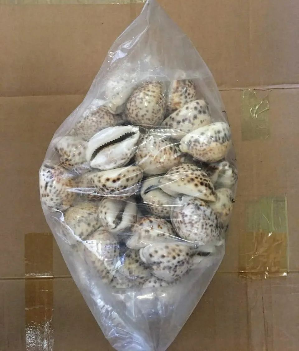 Premium A+ Grade Cowry Shells for Sale Bulk Wholesale Supplier| Alibaba.com