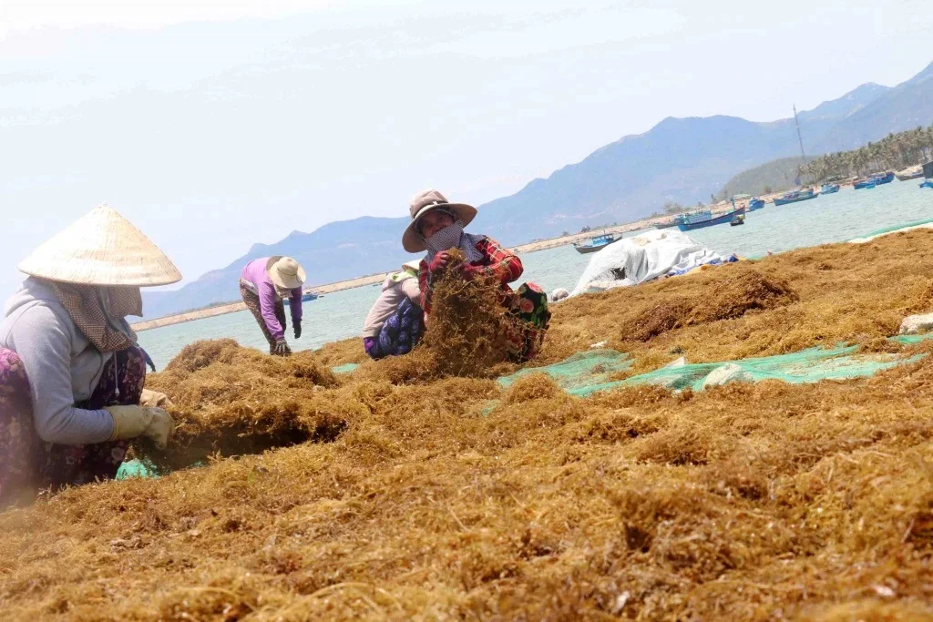 Dried Sargassum Seaweed - Quality Brown Alga from Vietnam