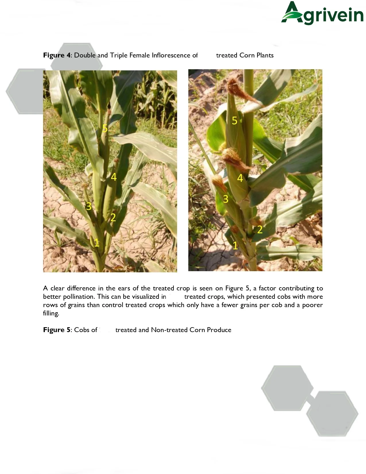 Fermented Organic Fertilizer Bacterial Microbial Fertilizer Solution 5 ...