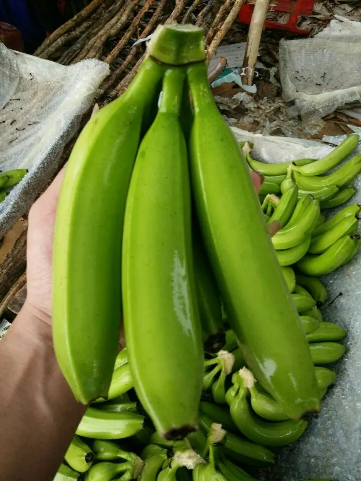 Green Cavendish Banana Fresh - Fresh Banana - Good Quality Fresh Fruit ...
