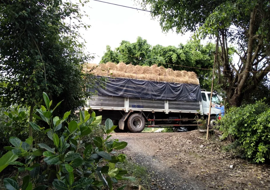 Wholesale Dried Raw Paddy Straw - Haverst Leftover Residue Paddy Rice ...