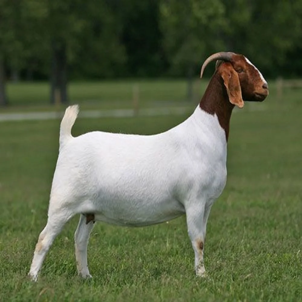 Buy Premium Quality Wholesale Boer Goat Online In Cheap Price - Buy Boer Goat,High Quality Live ...